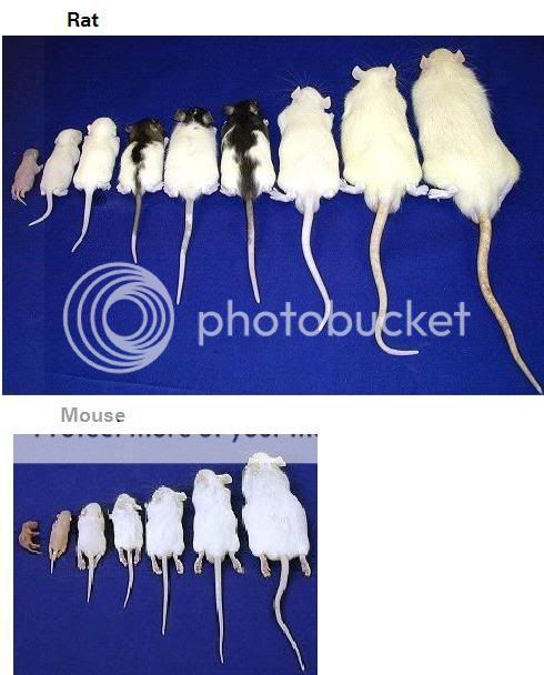 Rat/mouse Size Chart