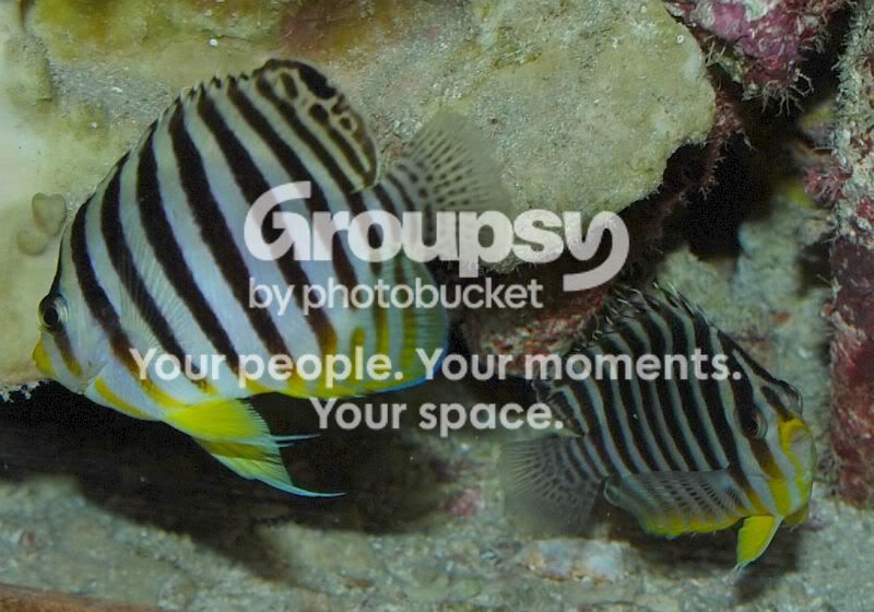 Multibar angelfish. - Reef Central Online Community