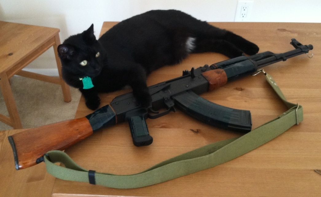 Wifey is thinking of getting a cat... > General Discussion > AR15.COM